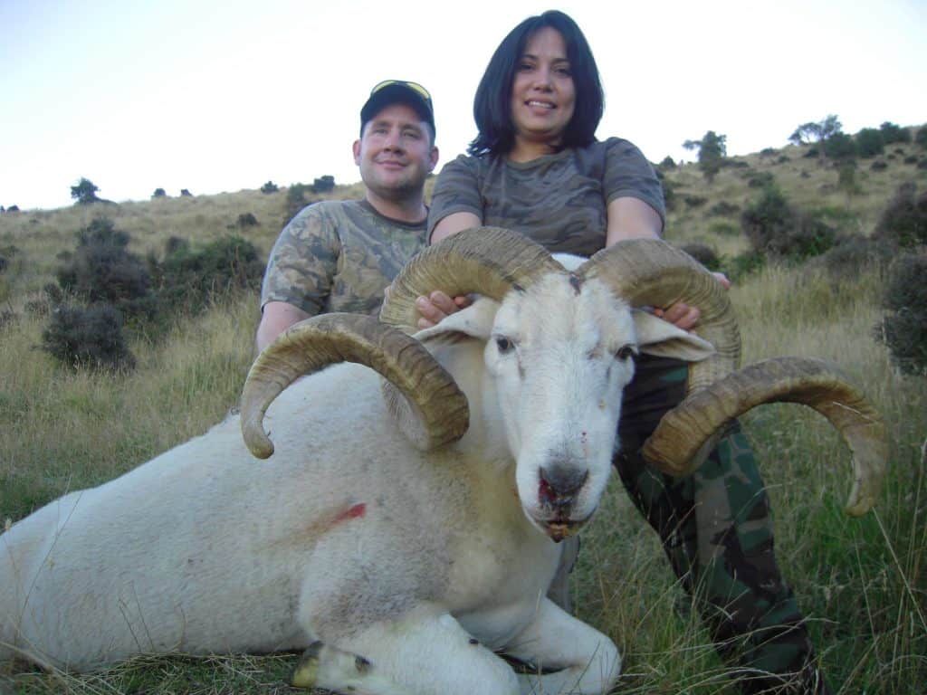Hunt Ram In New Zealand | South Pacific Safaris