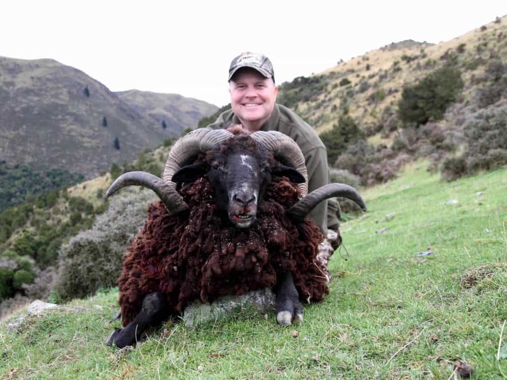Hunt Ram In New Zealand | South Pacific Safaris