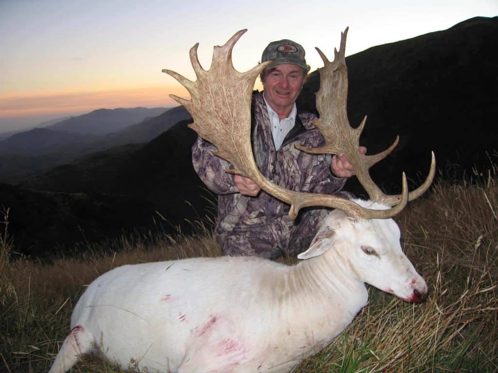 Fallow Buck Hunting In New Zealand | South Pacific Safaris